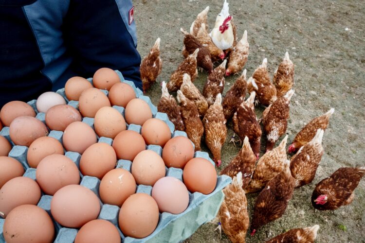 US turns to Europe for egg help | News, Sports, Jobs - Altoona Mirror